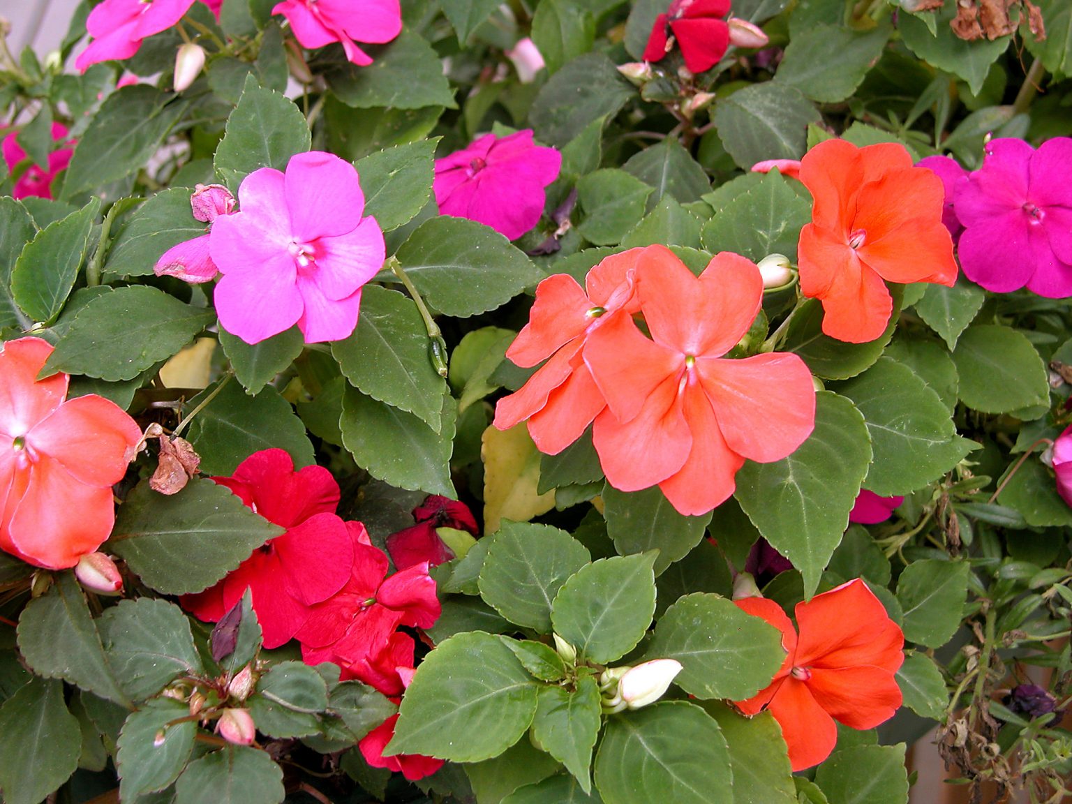 Impatiens – Growing Gardens