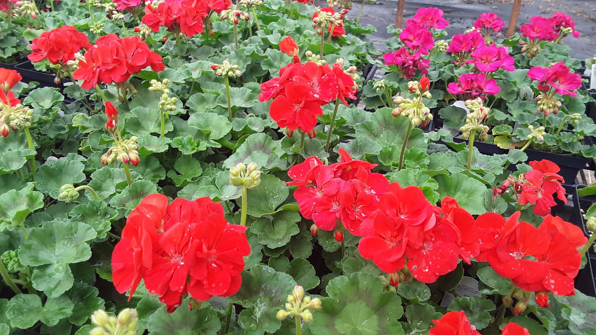 Geranium – Growing Gardens