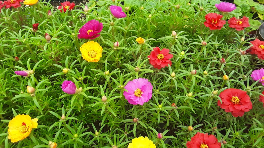 Portulaca – Growing Gardens
